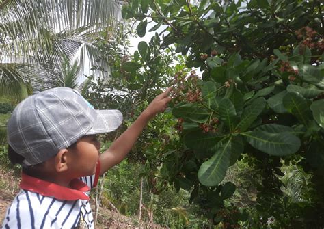 Kondisi Cuaca Membaik Program Rehabilitas Hutan Dan Lahan Mulai Tumbuh Siklus Indonesia