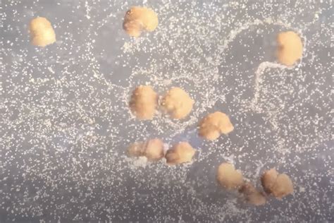 Scientists Create Self Replicating Robots Promise They Wont Eat Us Coffee Or Die