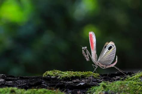 Premium Photo Colorful Grasshopper Pre Copulatory Peacock Mantis