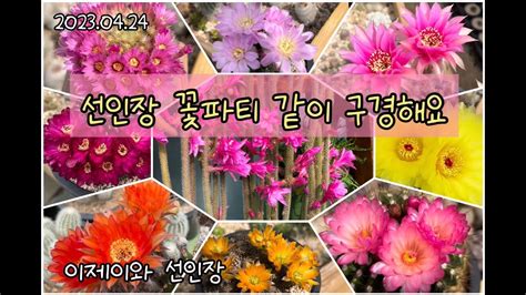 4월에핀 선인장 꽃들 이렇게나 에뻐요~ Youtube