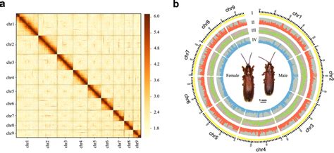 heatmap of genomic hi c data and overview of the genomic landscape of