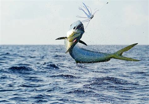 Trolling Vs Bottom Fishing Which Trip Is Right For You