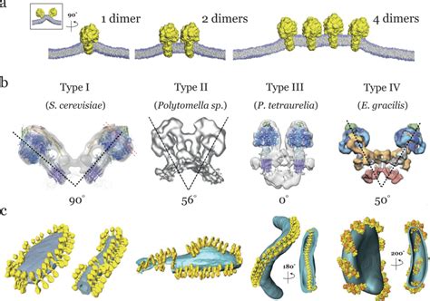 Structure Of Mitochondrial Atp Synthase Dimers A Formation Of Dimer Structure Of Mitochondrial Atp Synthase Dimers A Formation Of Dimer