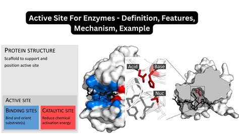 Enzymes Structure Types Mode Of Action Functions Applications Examples Biology Notes Online