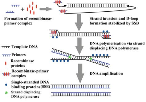 8 Recombinase Polymerase Amplification Download Scientific Diagram