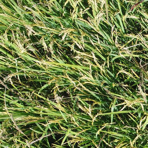 Rice Object Detection Dataset By Riceplant