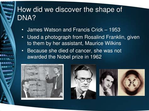 PPT DNA Structure And Function PowerPoint Presentation Free Download ID 2770953