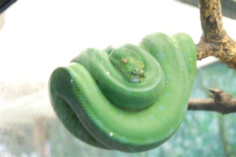 뱀 보아 Pixabay의 무료 사진 Pixabay