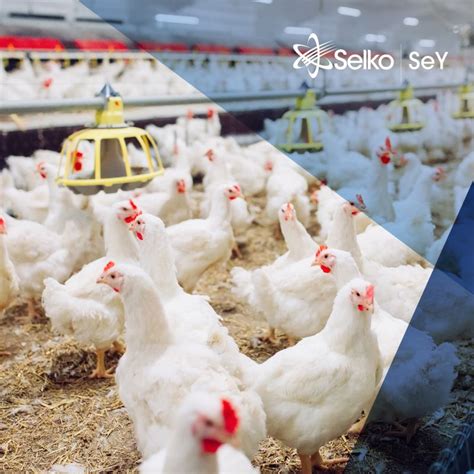 Boost Your Broiler Chickens Health With Selenium Westside Pty Ltd