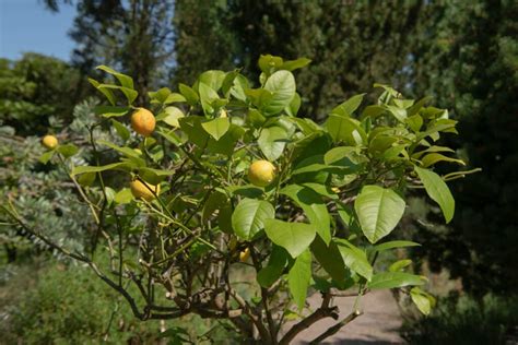 Dwarf Lemon Tree Growth Stages The Plant Bible
