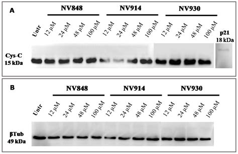 Readthrough Approach Using Nv Translational Readthrough Inducing Drugs