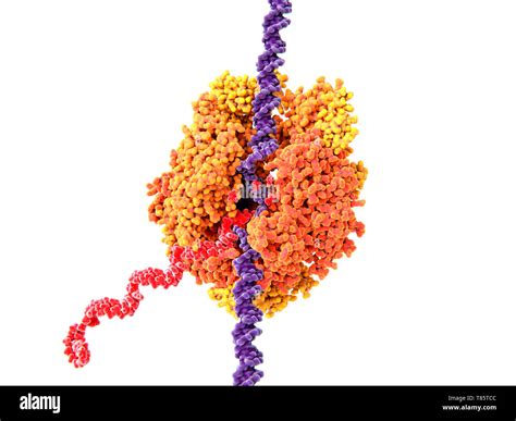 Simple Rna Polymerase Structure
