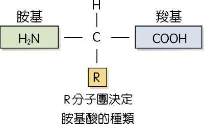 胺基酸 翰林雲端學院