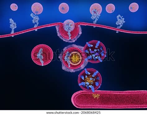 Hypertriglyceridemia Over 78 Royalty Free Licensable Stock