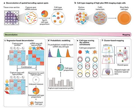 Integration Of Spatial Transcriptomics And Histology Images By Joey Xy Medium