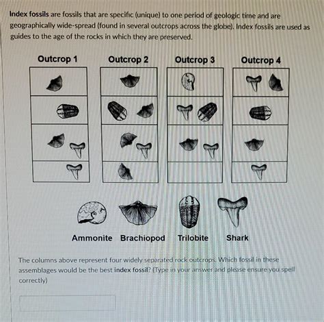 Fossilization Can Occur In Many Ways Most Fossils
