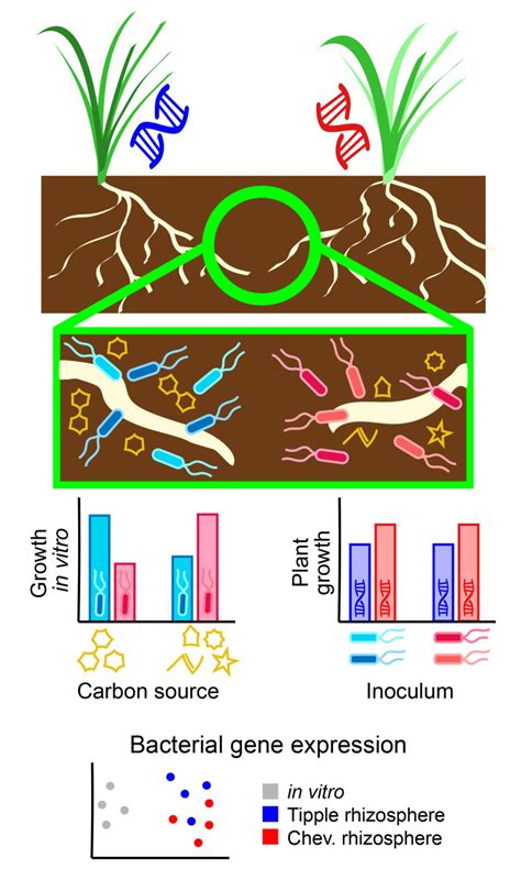 Identifying Causes And Consequences Of Rhizosphere Microbiome Heritability Pmc