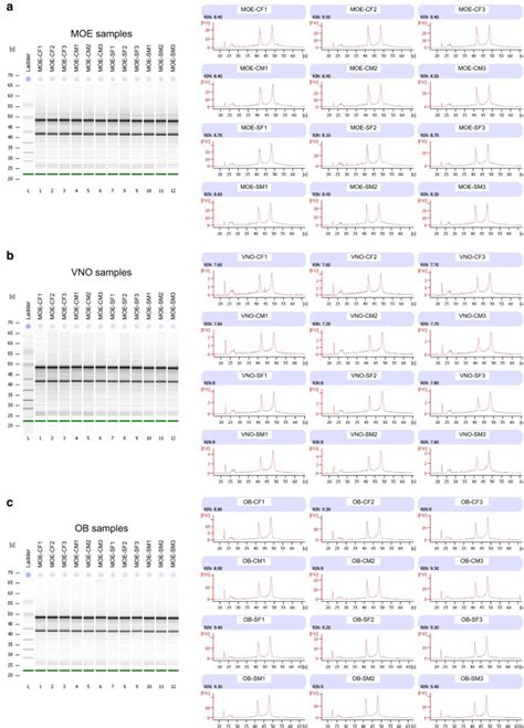 Gene Expression Profiling Of The Olfactory Tissues Of Sex Separated And Bined Female And