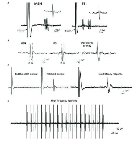 Electrophysiological Identification Of Striatal Single Units