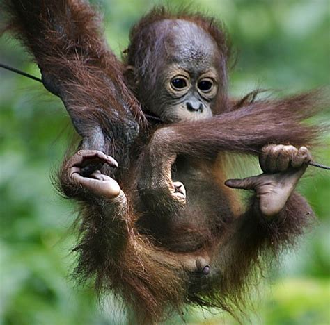 Monkey Meme Uk 2 Blank Template Imgflip