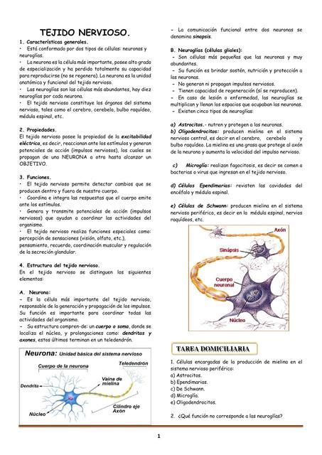 Tejido Nervioso Yudoc Org Udocz