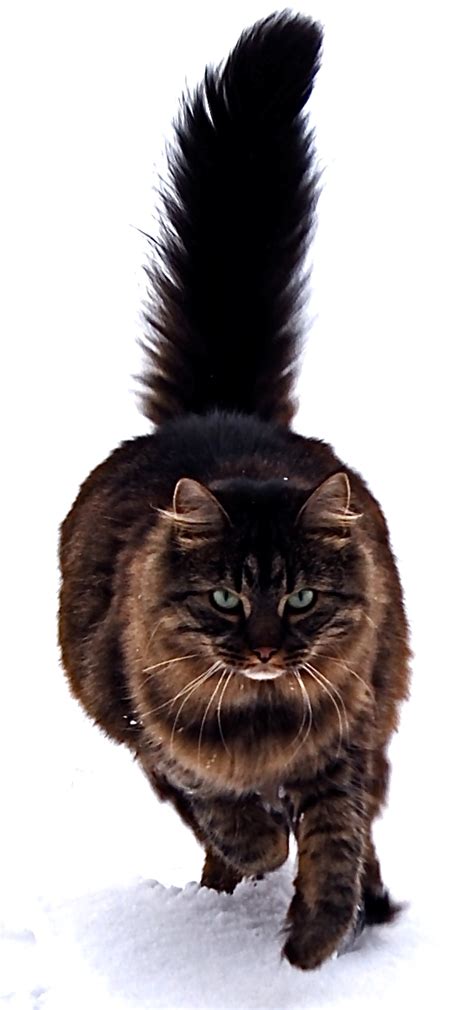 Black Maine Coon Cats Poultry Care Sunday