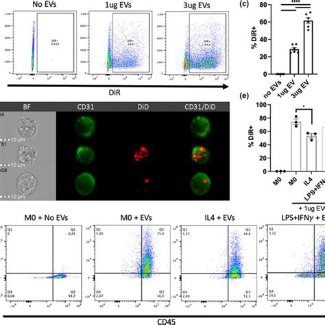 Endothelial Cells And Macrophages Have Differential Msc‐ev Uptake Download Scientific Diagram