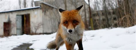 Animals In Chernobyl Exclusion Zone