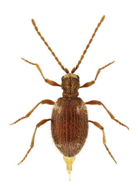 Spider Beetle Vs Bed Bug