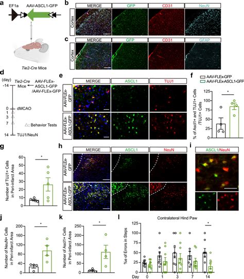 Overexpression Of Ascl1 In Brain Endothelial Cells Increases Download Scientific Diagram