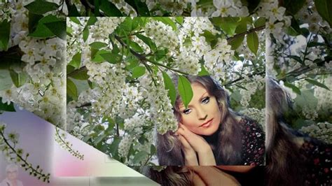 ХОРОШЕГО ВСЕМ ВЕЧЕРА БЕЛАЯ ЧЕРЕМУХА ДУШИСТАЯ ФотоДрузья ВКонтакте