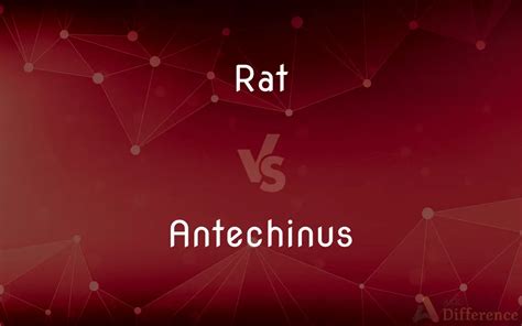 Rat Vs Antechinus Whats The Difference