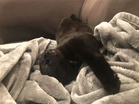 What A Silly Cat R Sleepingcats