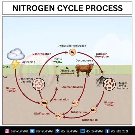 Nitrogen Cycle Process Steps Reactions Significance And Human Impact