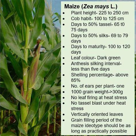 Maize Zea Mays L Ideotype Download Scientific Diagram