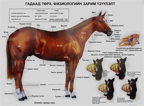 Адууны анатоми физиологи Мал амьтны эрүүл мэндийн зөвлөгөө