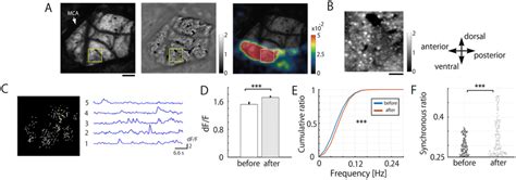 Two Photon Calcium Imaging Of Ic Spontaneous Neuronal Activities In The Download Scientific