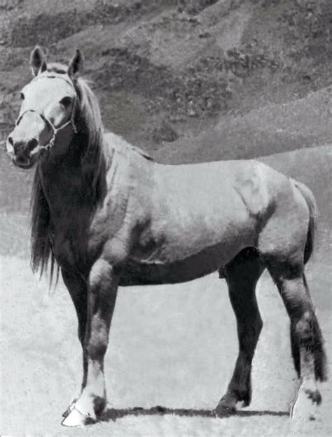 Монгол эмээл Азарга хэрхэн тавих вэ Азарга тавихад Facebook