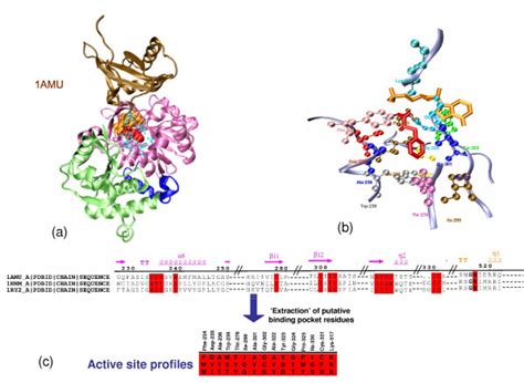 Identification Of Specificity Determining Residues Sdrs A The