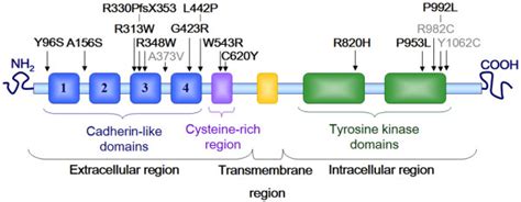 Schematic Representation Of Ret Protein Mutations Identified In This