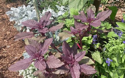 How To Grow Amaranth Growing In The Garden