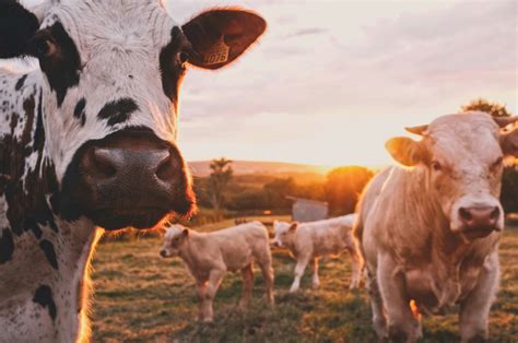 Algorithm For Cows Luxembourg Launches Digital Tool For Sustainable