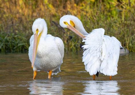 Two American White Pelican Standing In Sunset Bay At White Rock Lake In