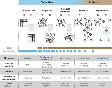 Can Mesenchymal Cells Undergo Collective Cell Migration The Case Of