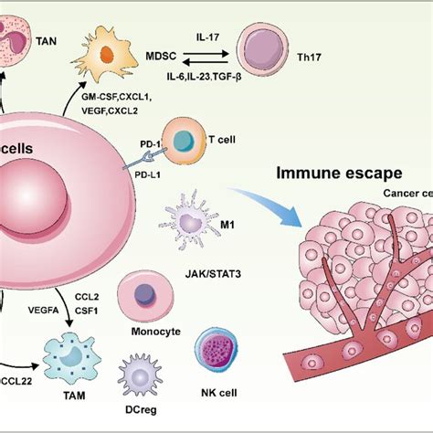 Tumor Microenvironment