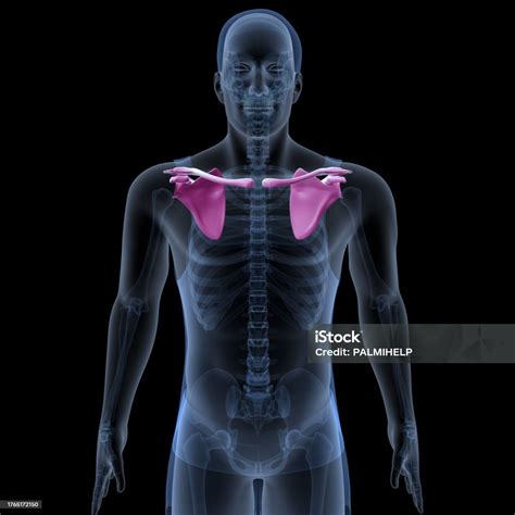 남성 인간의 골격 갈비뼈 흉골 부식질 및 요추 진정한 해부학 시스템 3d 일러스트레이션 0명에 대한 스톡 사진 및 기타 이미지 Istock