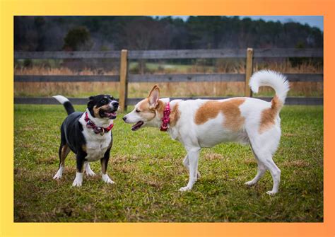 Polygon Image Annotation