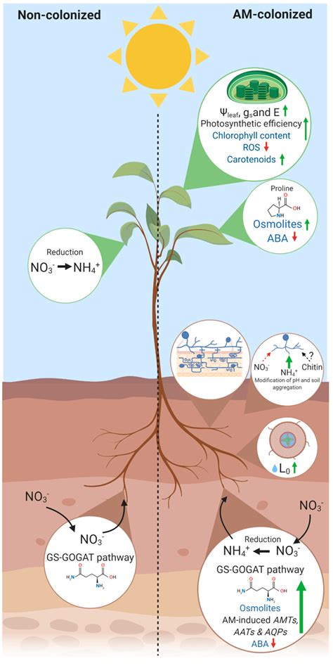 Photosynthetic Traits And Nitrogen Uptake In Crops Which Is The Role