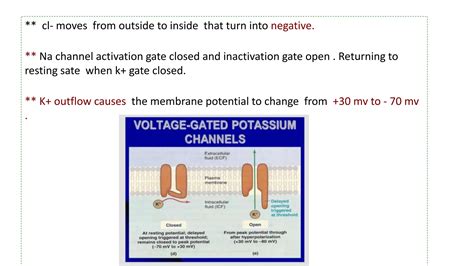 Actionpotentialspptx Phases Of Action Potentials 1 Resting Phase 2 De Polarization Phase