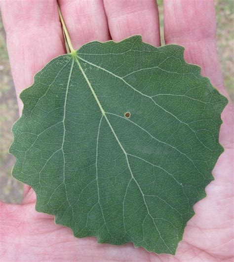 Broadleaf Leaf Key Tree Guide Uk Broadleaf Tree Id By Leaf Shape